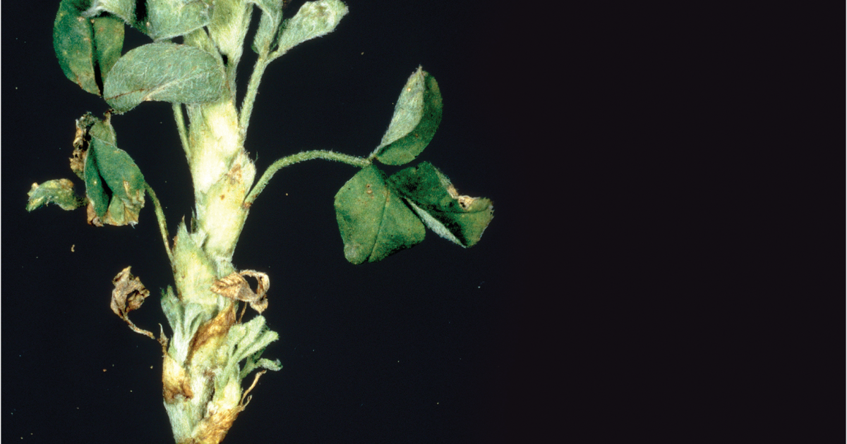 Managing Alfalfa Stem Nematode in the West | Science Societies