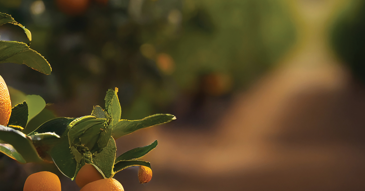 Citrus, Too, Benefits From Cover Crops | Science Societies