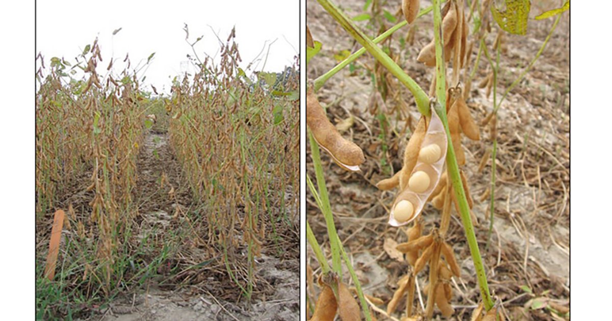 Understanding green stem in soybeans | Science Societies