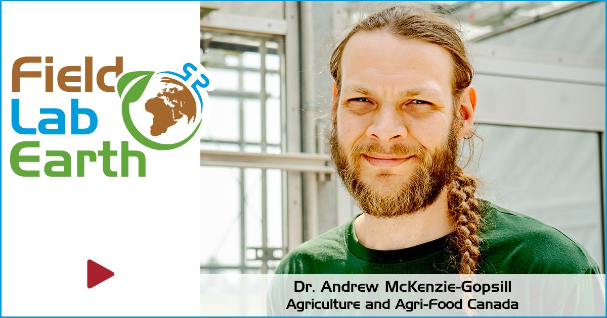 Rescuing potato from buckwheat volunteers | Science Societies