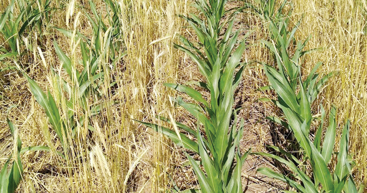 Are allelopathic cover crops impacting row crops? | Science Societies