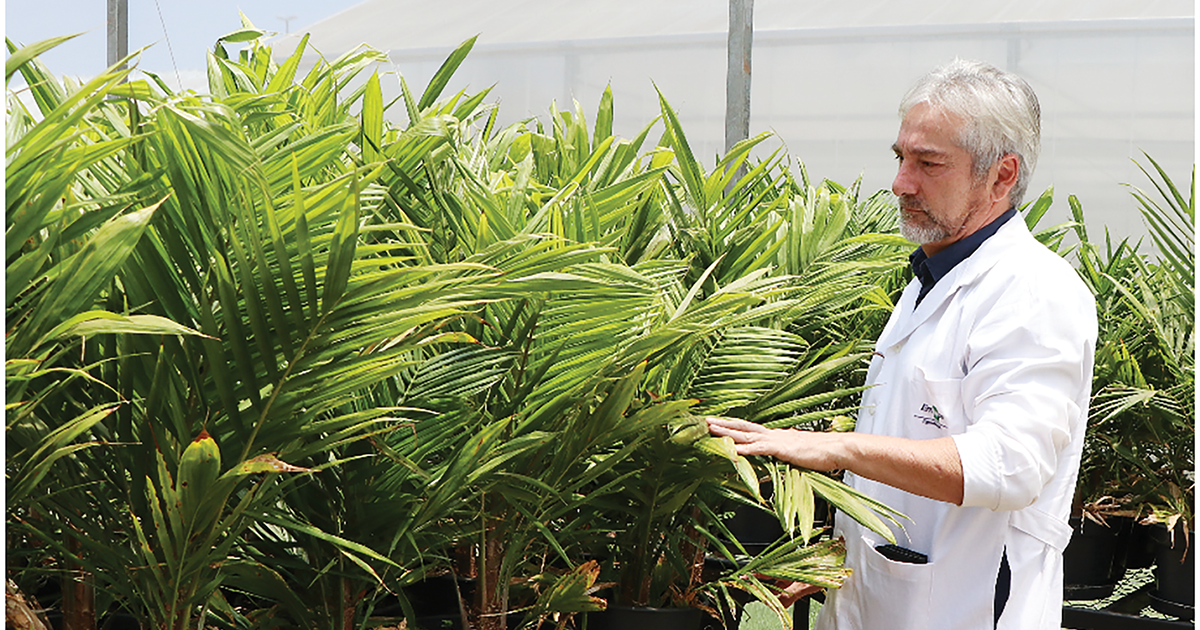 Insights for more efficient use of the American oil palm | Science ...