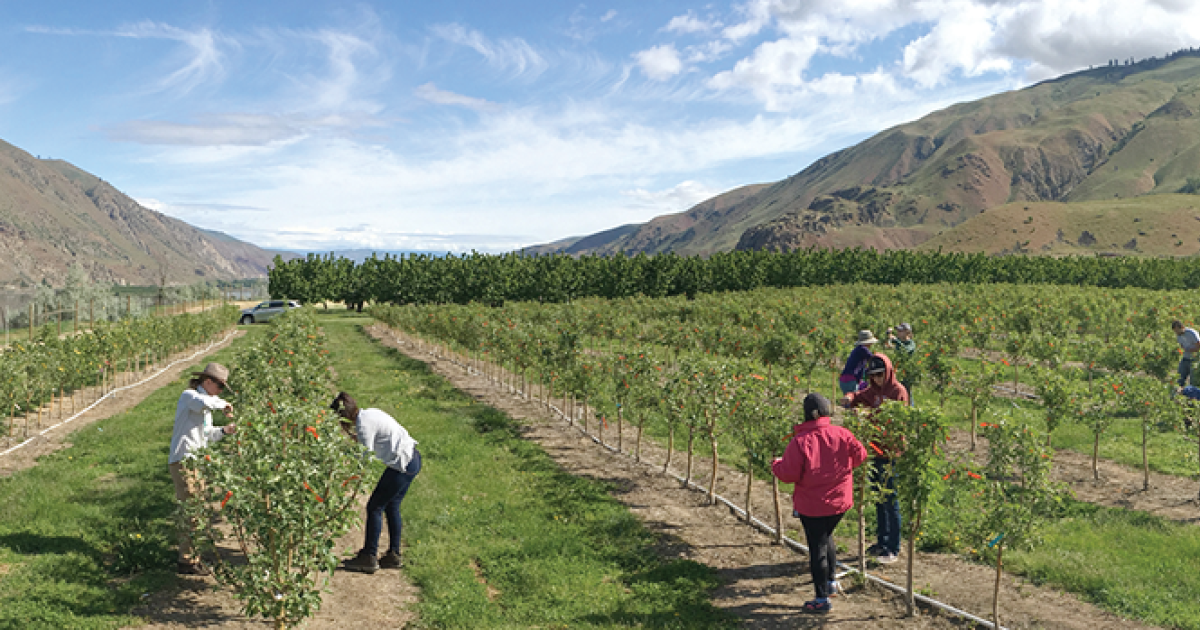 Food security impacted by declining U.S. plant-breeding programs ...