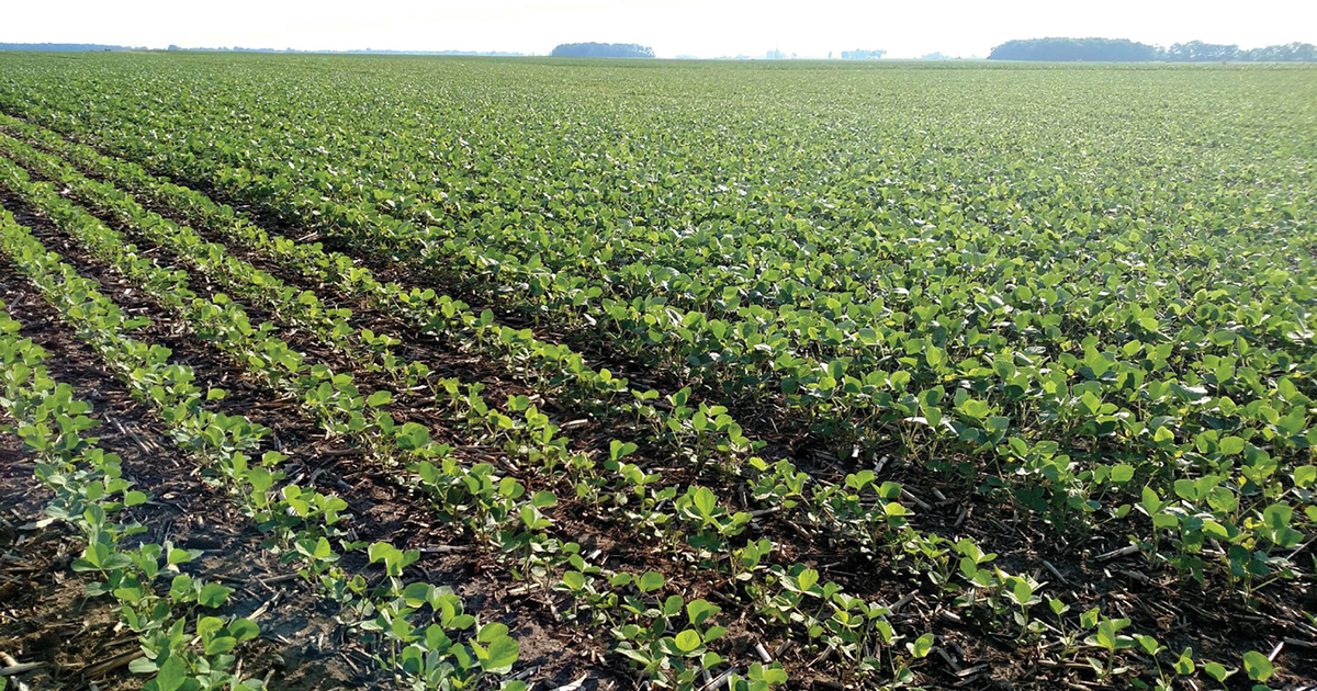 Managing early- and late-planted soybean | Science Societies