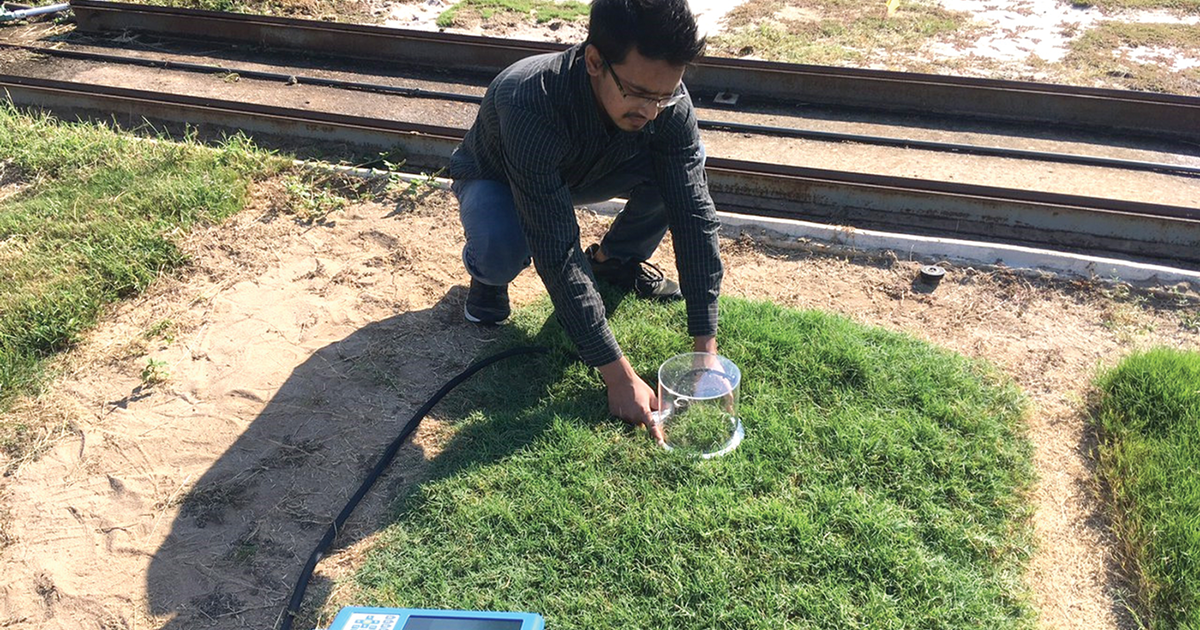 Physiological mechanisms of drought resistance in seashore paspalum ...