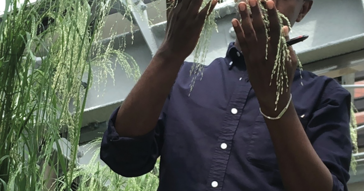 Planting methods significantly impacted teff yield | Science Societies
