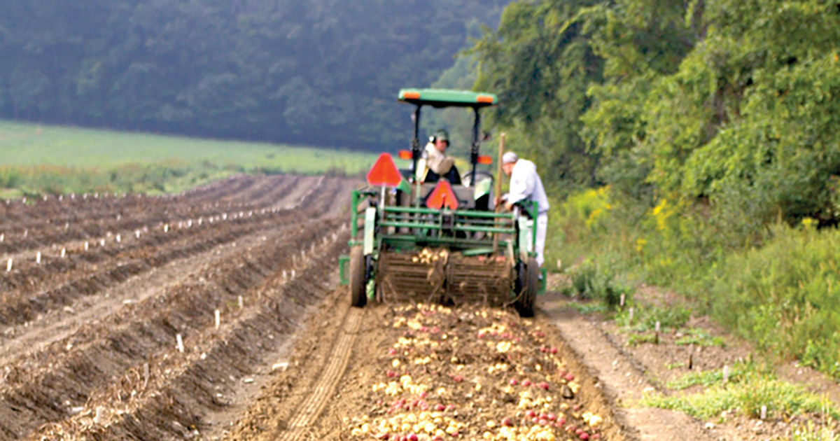 Dissecting the genetics of potato tuber composition | Science Societies
