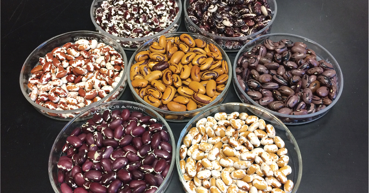 Brightening chefs’ palettes with gorgeous dry beans | Science Societies