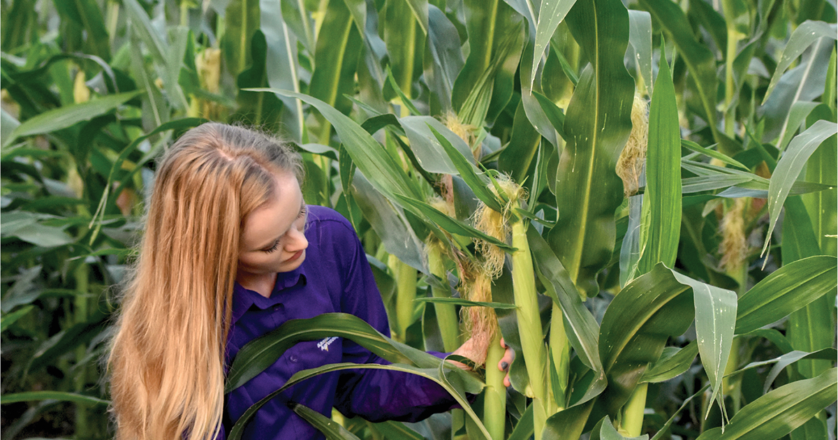 Corn tillers retain or boost grain yields | Science Societies