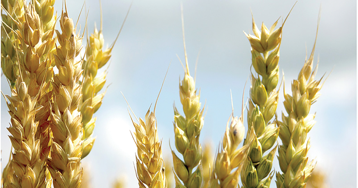 Pedigree, recombination, and selection shape Canadian bread wheat ...
