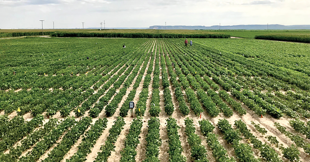 Shuttle breeding results in drought-tolerant common bean germplasm ...