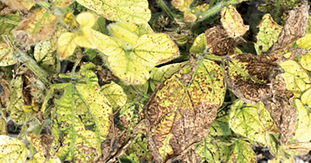 Dissecting decades of research in soybean iron deficiency | Science ...