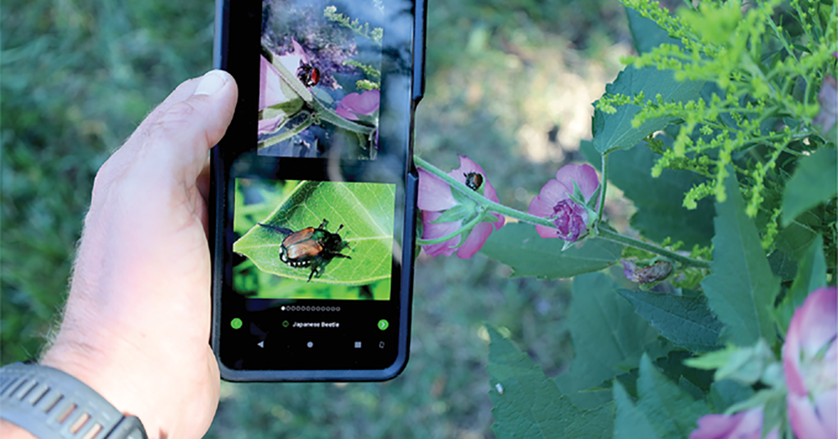 Phone app boosts curiosity and interest in insects | Science Societies