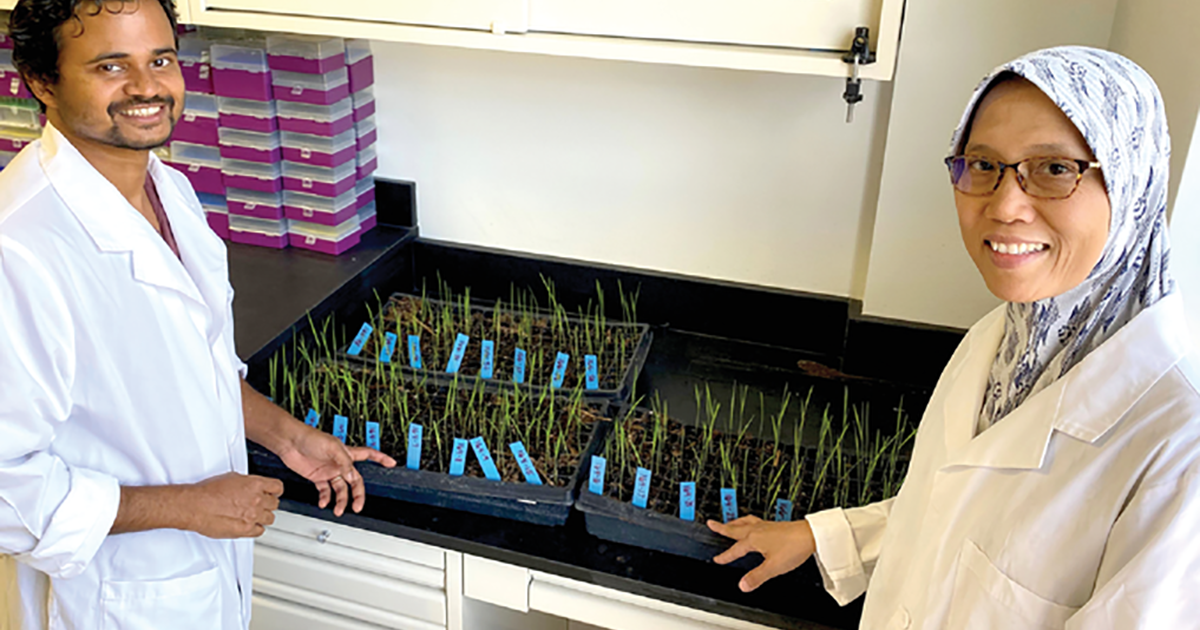 Gene editing for healthier rice | Science Societies