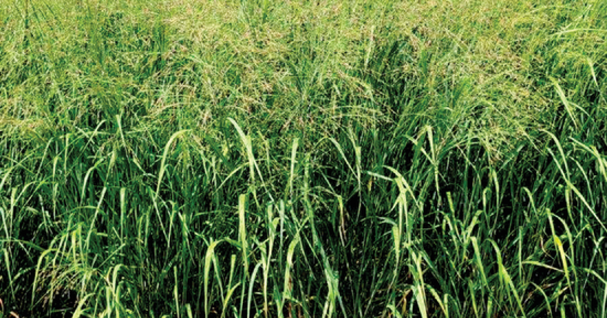 Biomass Yield Breakthrough in Switchgrass | Science Societies
