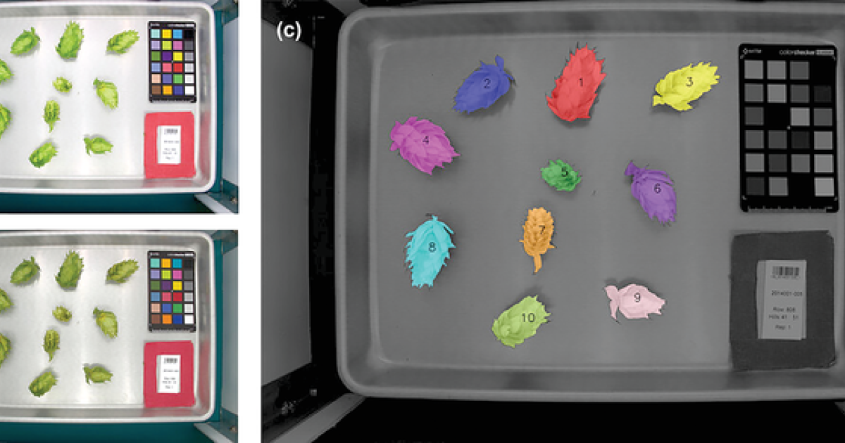 ‘HopBox’ Streamlines Analysis of Hop Cone Morphology | Science Societies