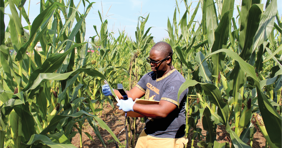 Interseeded Cover Crops Don't Reduce Silage Corn Performance in Sandy ...
