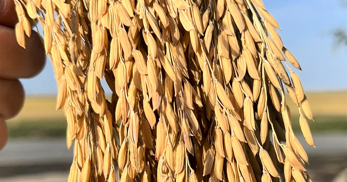 Three new and improved long-grain rice germplasm lines | Science Societies