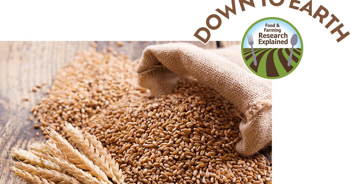 The surprising potential of organic wheat | Science Societies