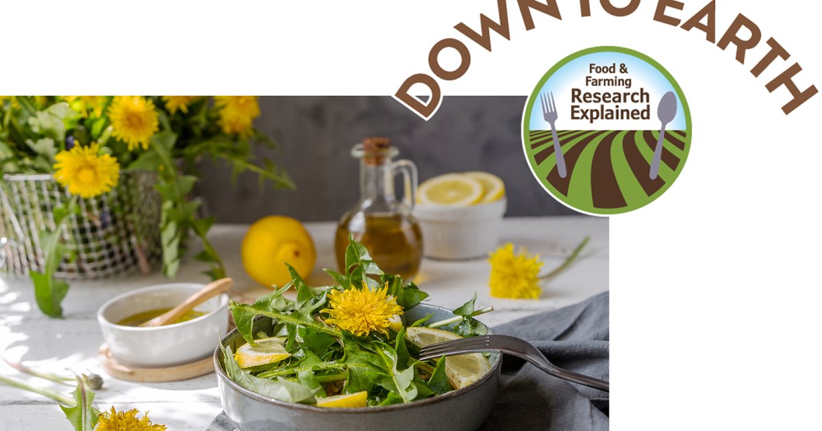 The surprising benefits of eating dandelions | Science Societies