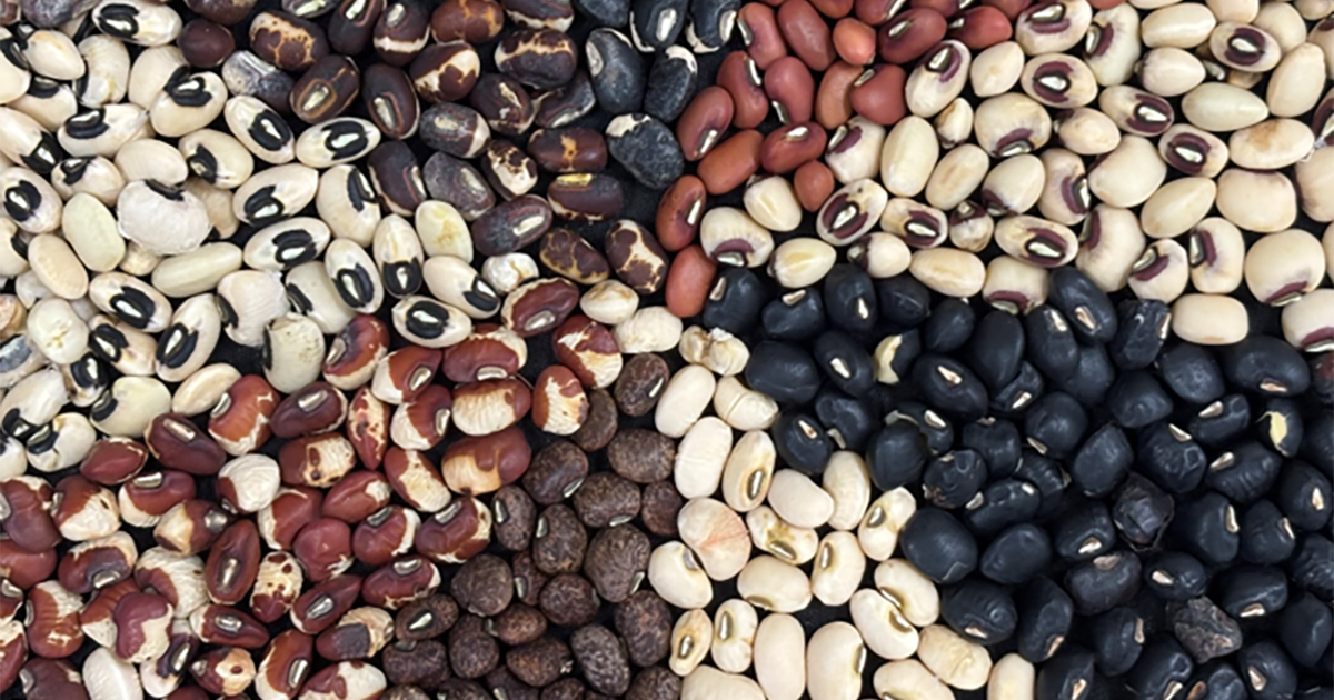 Cowpea: A nutrient-rich pulse for extreme environments | Science Societies