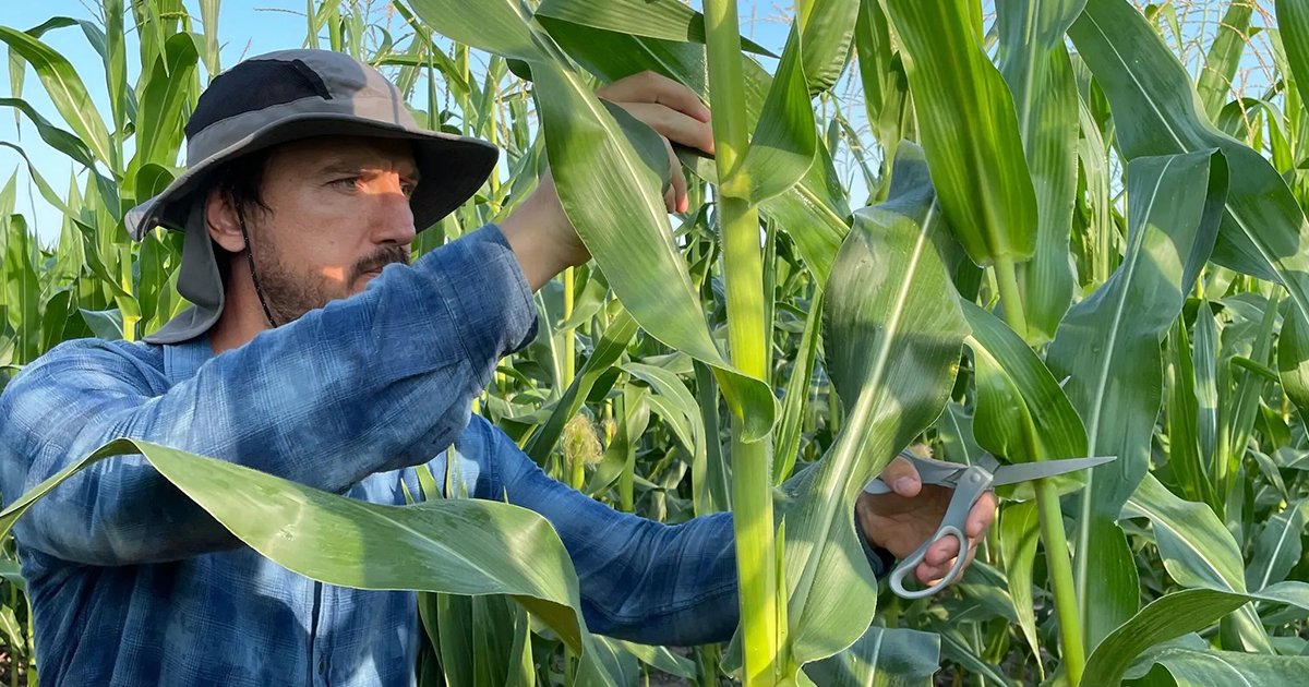Leaf spectra can predict hybrid vigor in maize | Science Societies