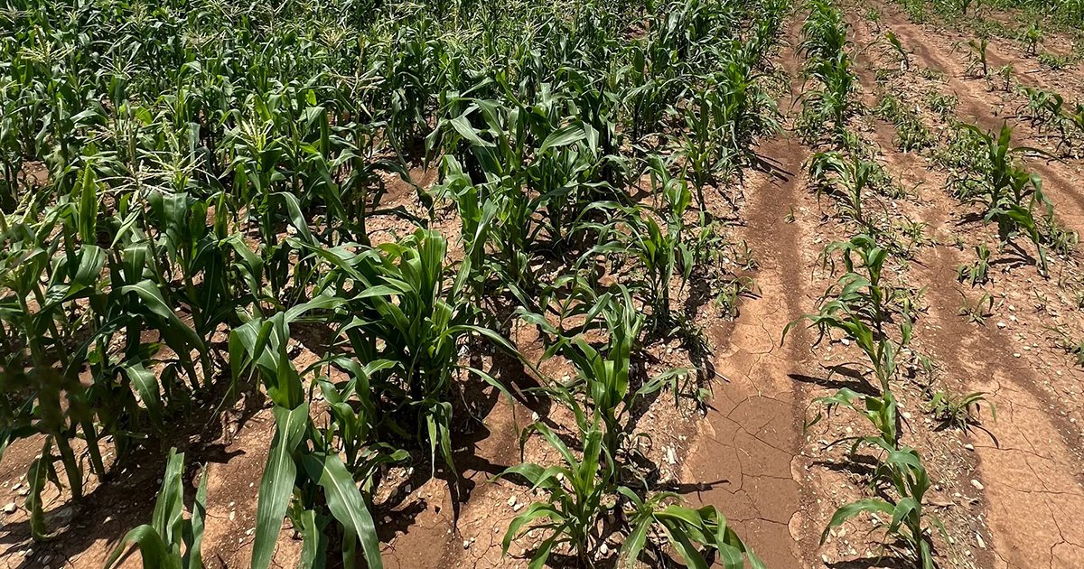 Improvements in grain yield performance prediction for maize hybrids ...