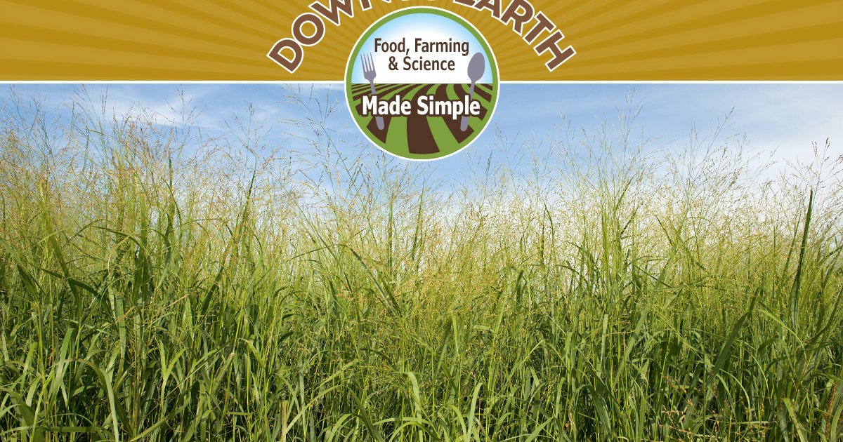 Switchgrass biofuel: Better than corn? | Science Societies