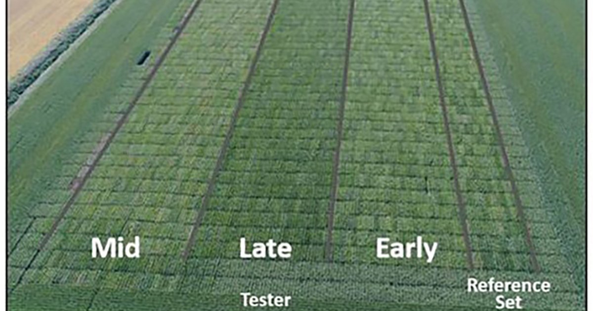The Big BIT maize experiment: One of the largest predictive breeding ...