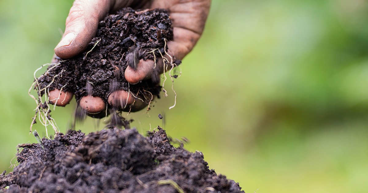 Biochar: A promising tool for soil health and nutrient efficiency in ...