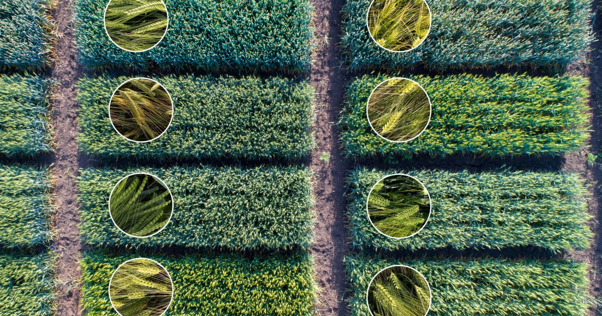 Crop selection and breeding and phosphorus cycling | Science Societies