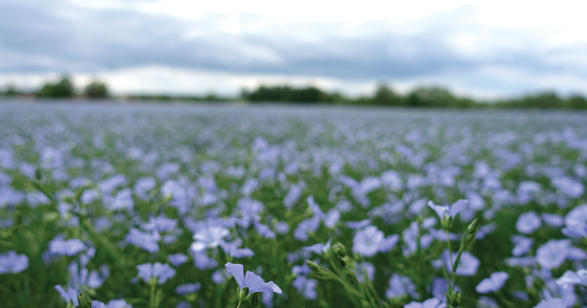 Optimizing Agronomy for High-Yielding Flax in Western Canada | Science ...