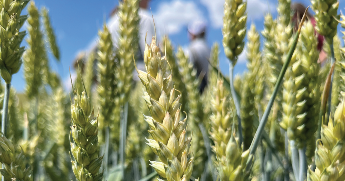 A Simple Test for Determining the Late-Maturity Alpha-Amylase ...