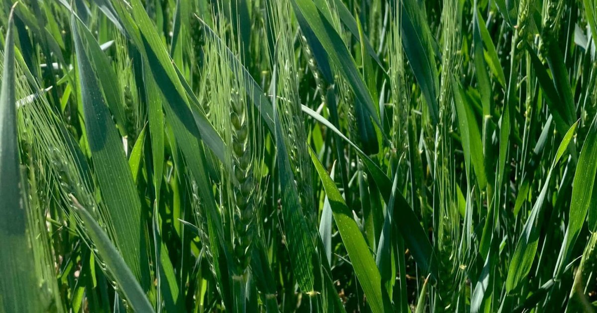 Understanding the Mineral Nutrient Value of Wheat Residue | Science ...