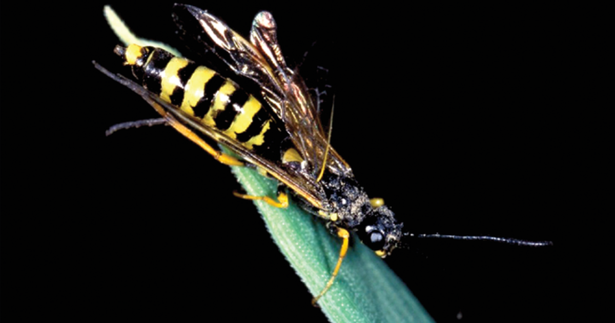 Comparing Solid Stem Wheat Stem Sawfly Resistance Alleles in Winter ...