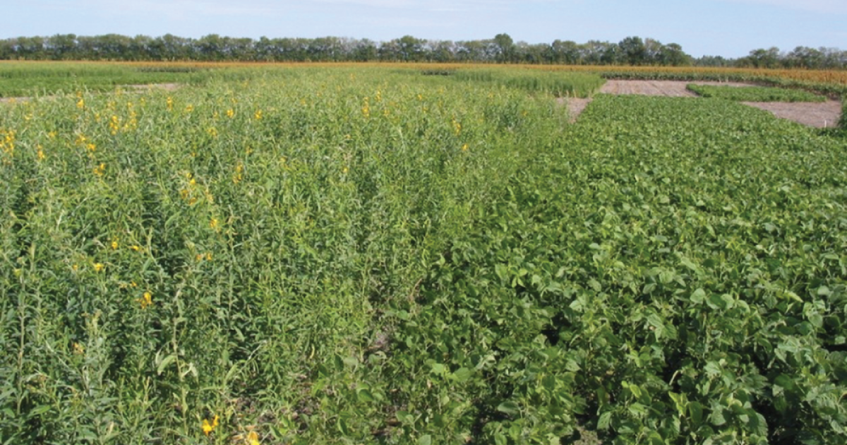 Cover Crops Boost Earthworm Populations | Science Societies