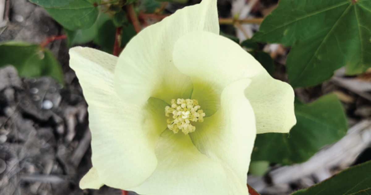 Skip-Row Planting Is Potentially Beneficial in Rainfed Cotton | Science ...