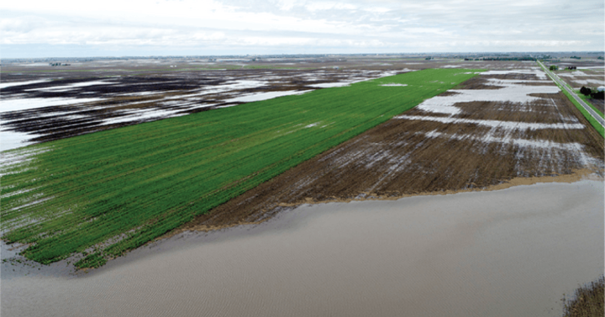 Split Fertilizer Application With Cover Crop Reduces Tile Nitrate Loads ...