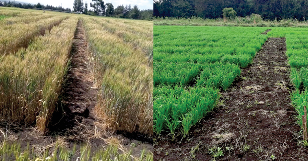 Genetic Variability and Path Analysis of Wheat Yield Traits in Ethiopia ...