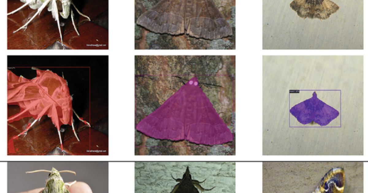 Zero‐Shot Insect Detection via Weak Language Supervision | Science ...