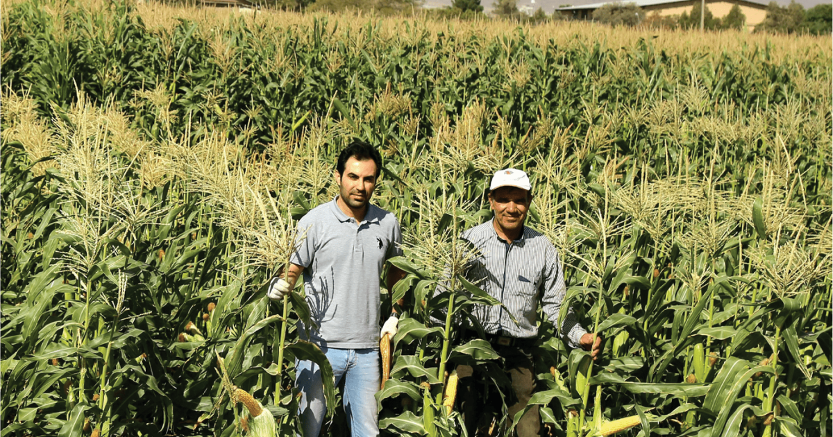 Grain Yield and Its Contributing Traits in Sweet Corn Hybrids | Science ...